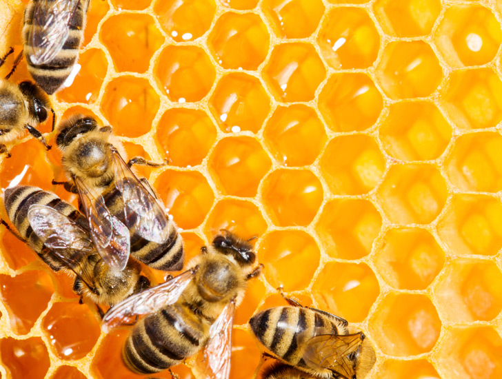 Howards' Hives and Honey