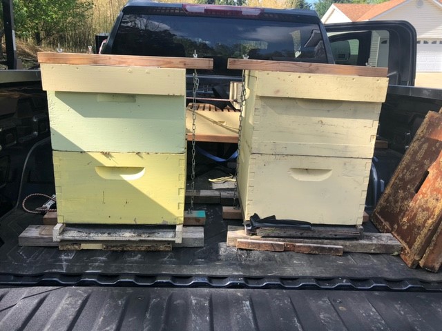 We Have Hives!!! – Howards' Hives and Honey